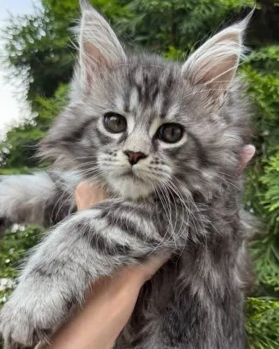 Sindi-Female - Maine Coon Maniacs