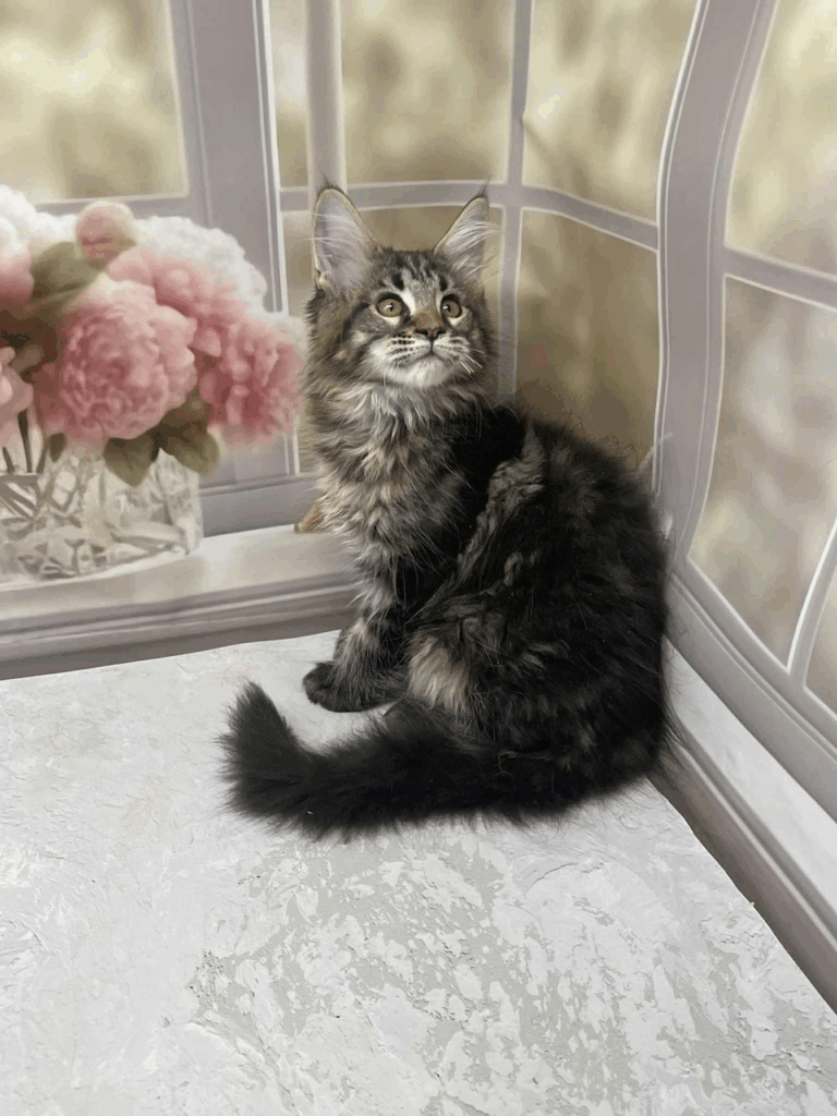 Ron-Male - Maine Coon Maniacs