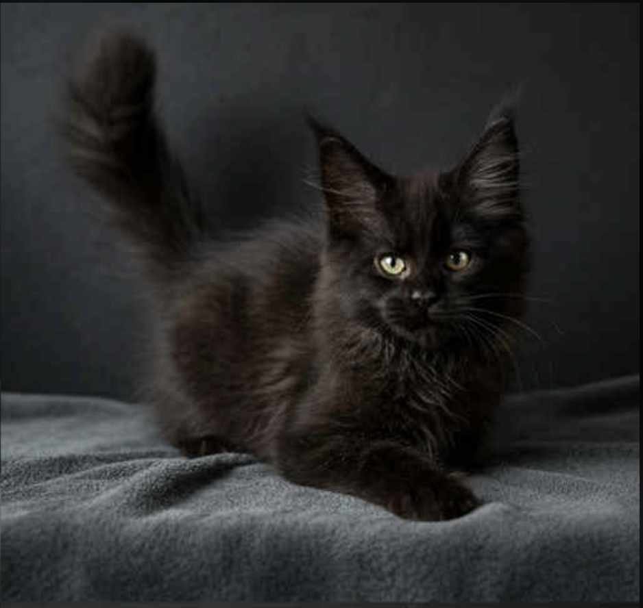 Mark-Male - Maine Coon Maniacs