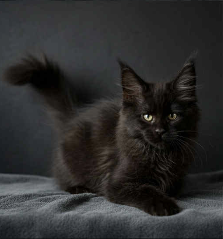Mark-Male - Maine Coon Maniacs