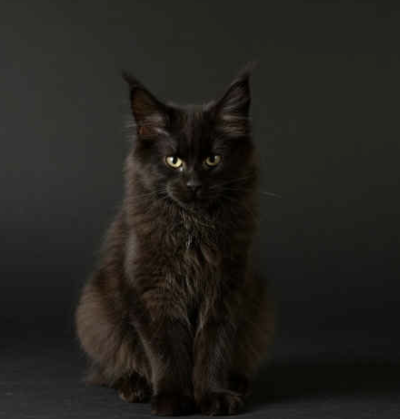 Mark-Male - Maine Coon Maniacs