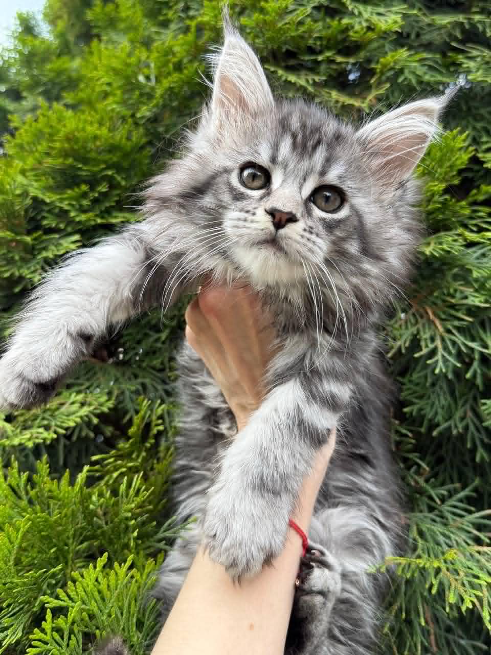 Sindi-Female - Maine Coon Maniacs
