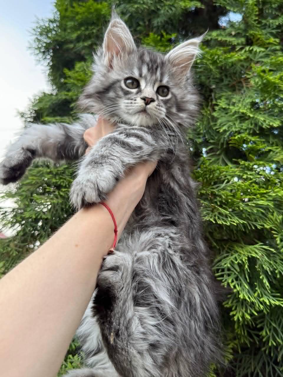Sindi-Female - Maine Coon Maniacs